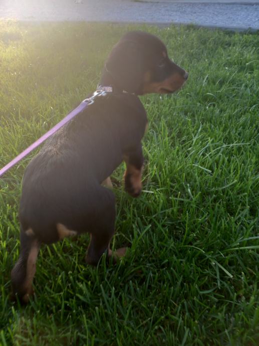 Bebice u tipu brak jazavčara traže nove domove