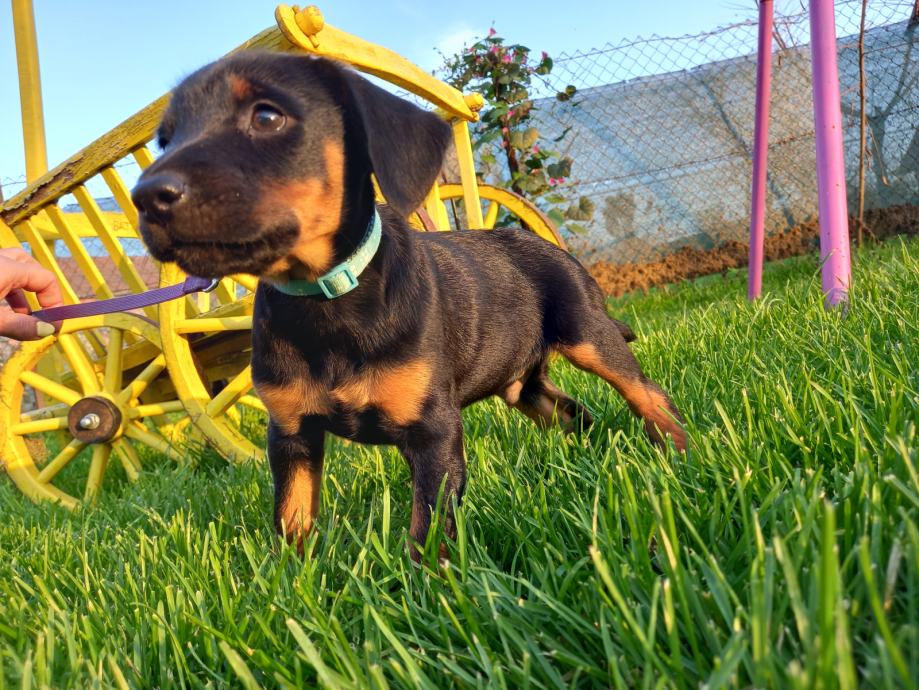 Bebice u tipu brak jazavčara traže nove domove