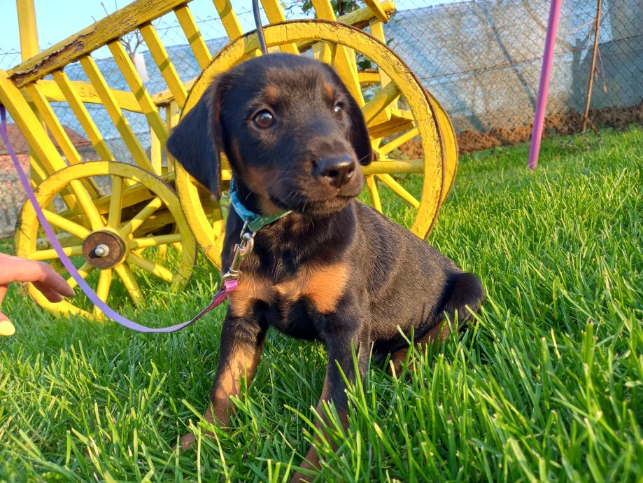 Bebice u tipu brak jazavčara traže nove domove