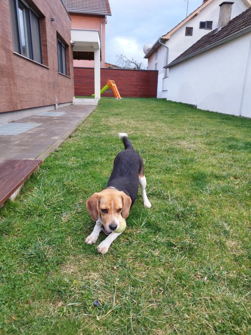 Bigl - beagle ženka, 9 mjeseci, udomljavanje