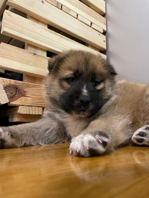 BEBA BINA TRAŽI DOM