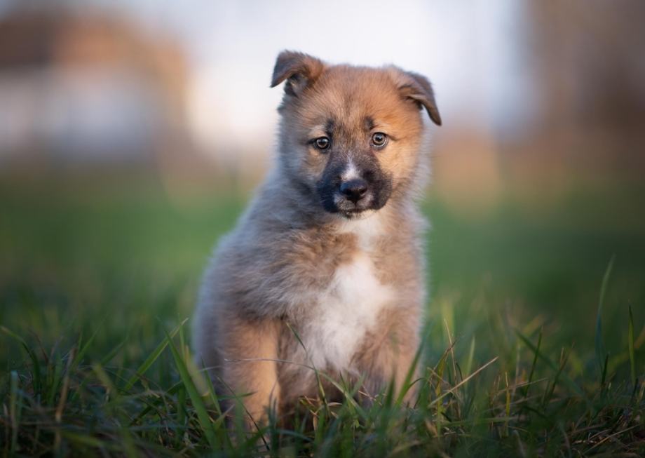 BEBA BINA TRAŽI DOM