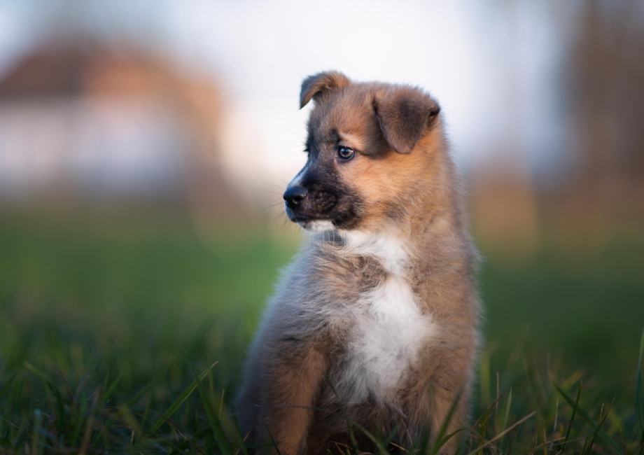 BEBA BINA TRAŽI DOM