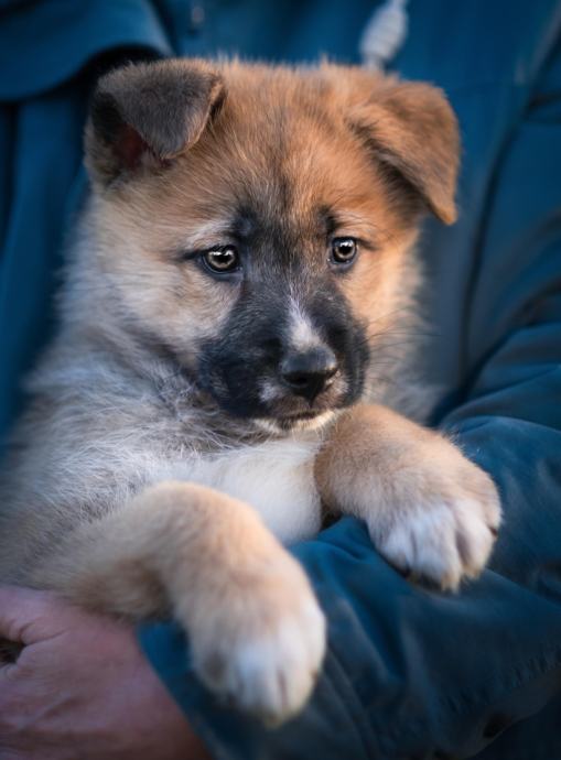 BEBA BINA TRAŽI DOM