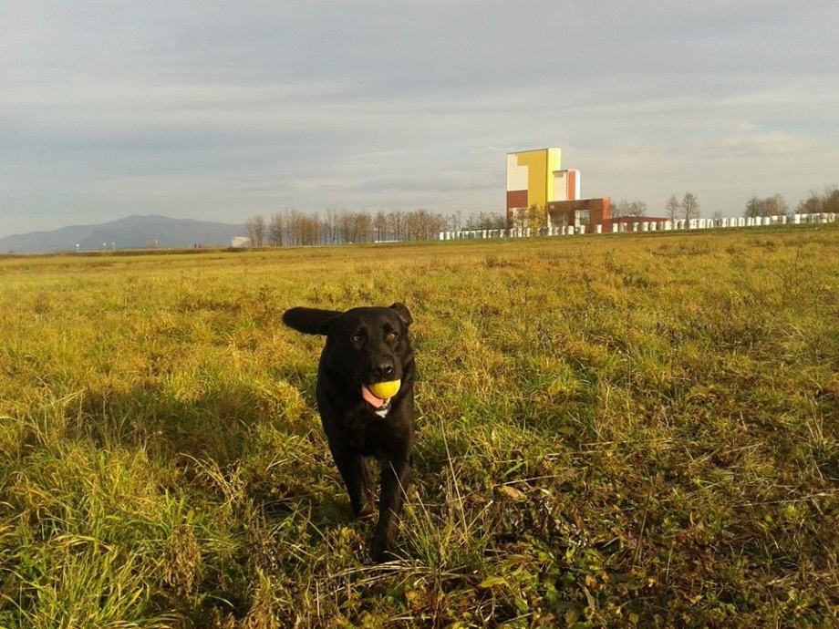 BLEKI - THE KING - veliko posebno čudo koje traži dom ♥