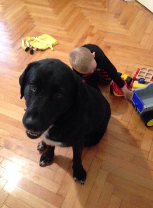 Bleki - veliki pas, velika dobričina i najveća moguća maza