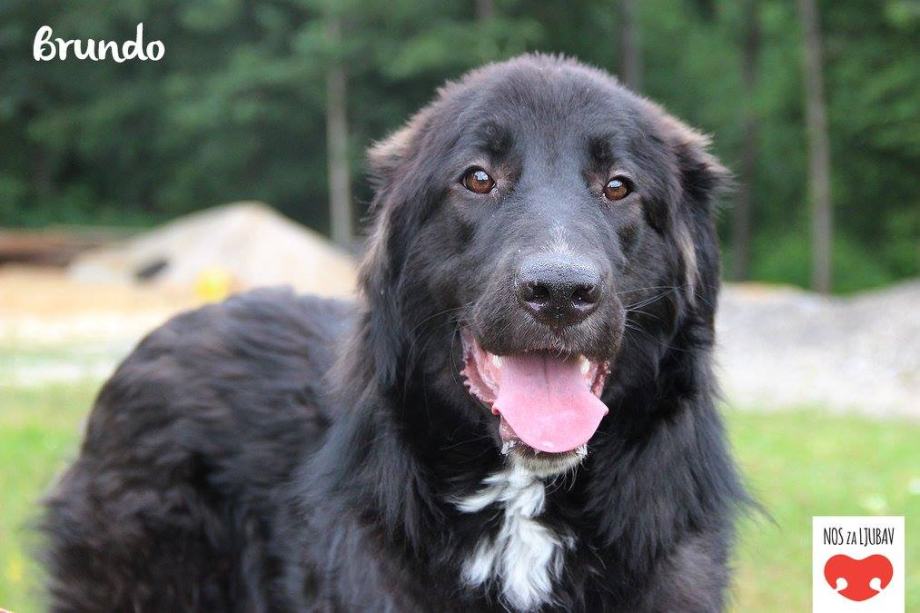 BRUNDO, veliki pas sa divovskim srcem