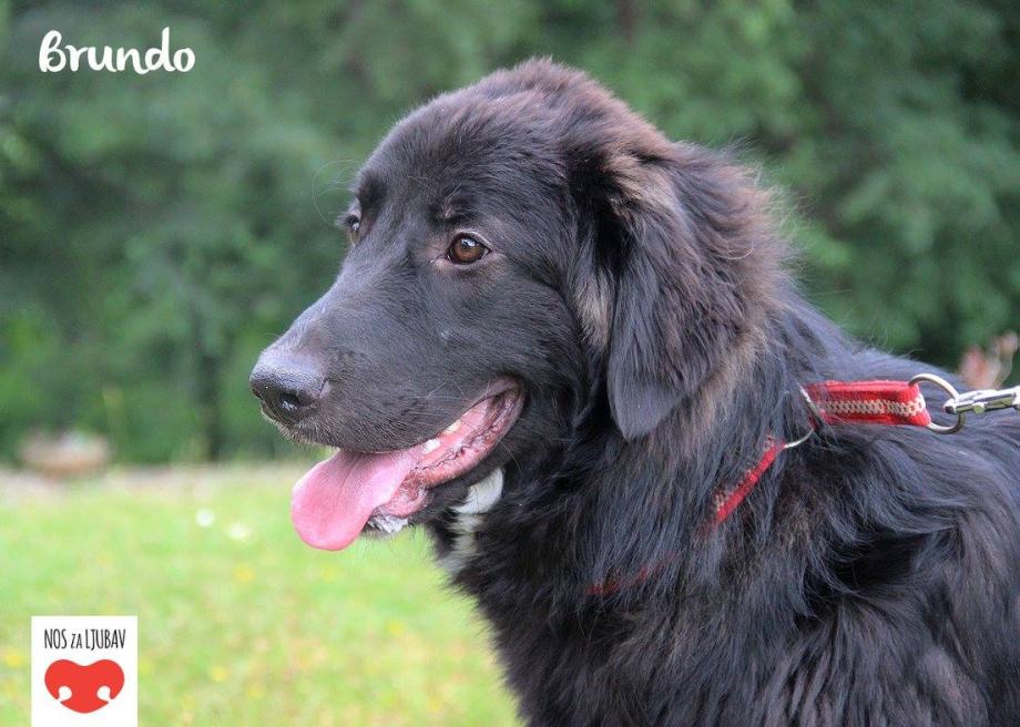 BRUNDO, veliki pas sa divovskim srcem