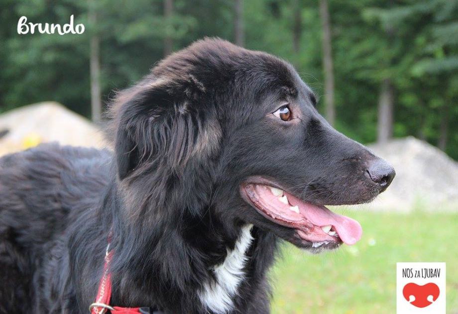 BRUNDO, veliki pas sa divovskim srcem