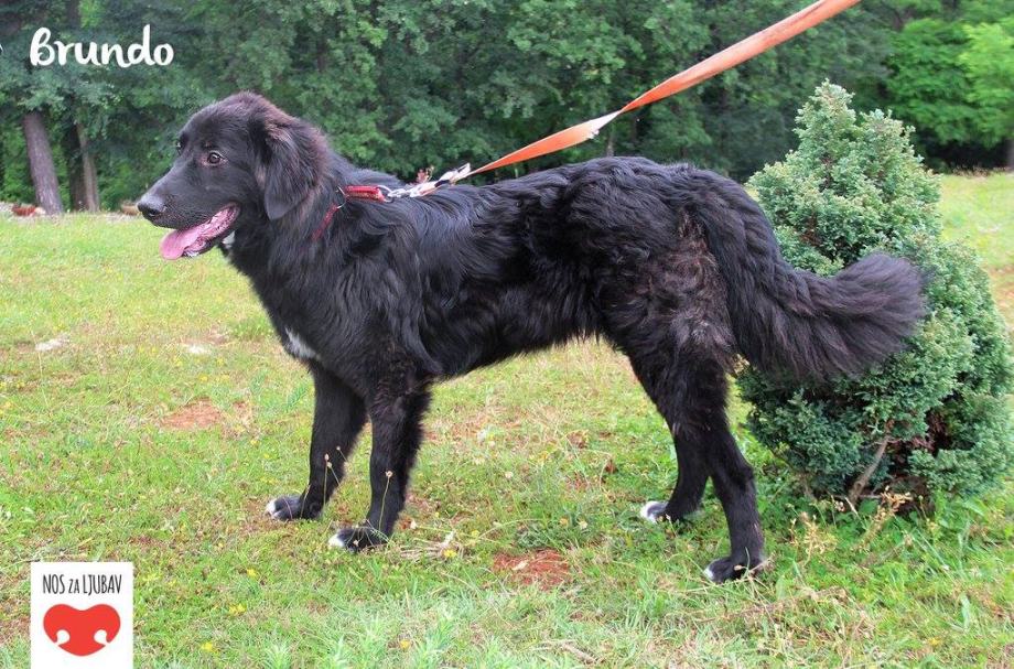 BRUNDO, veliki pas sa divovskim srcem