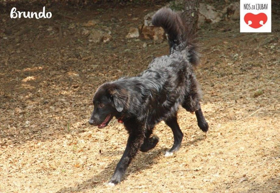 BRUNDO, veliki pas sa divovskim srcem