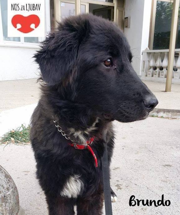 BRUNDO, veliki pas sa divovskim srcem