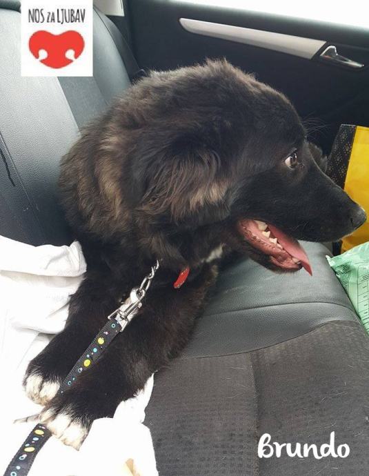 BRUNDO, veliki pas sa divovskim srcem
