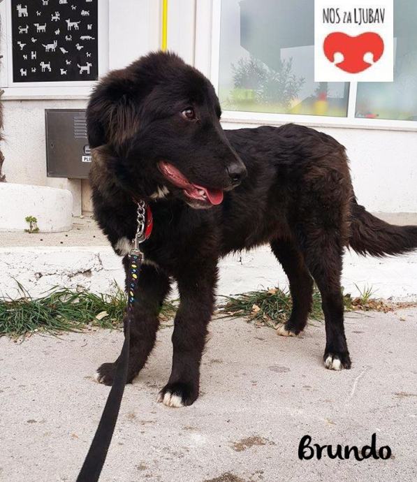 BRUNDO, veliki pas sa divovskim srcem