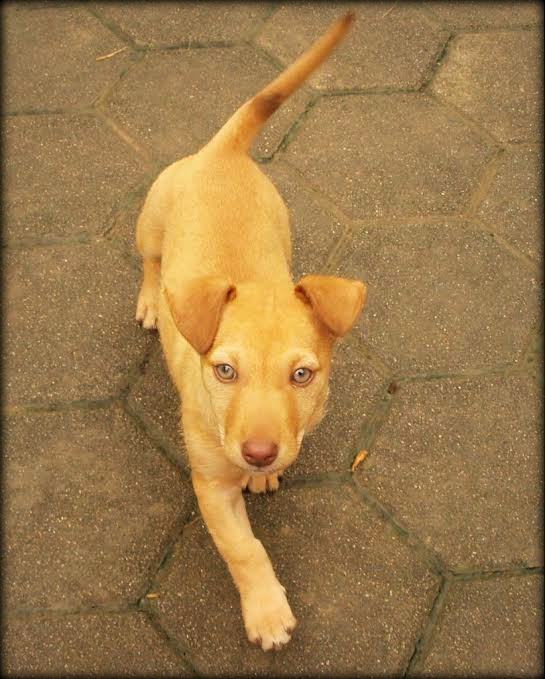 Candy, curka stara 2 i pol mjeseca u potrazi za domom!