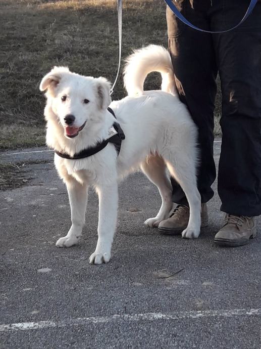 Casper, dobri duh, traži najbolji dom