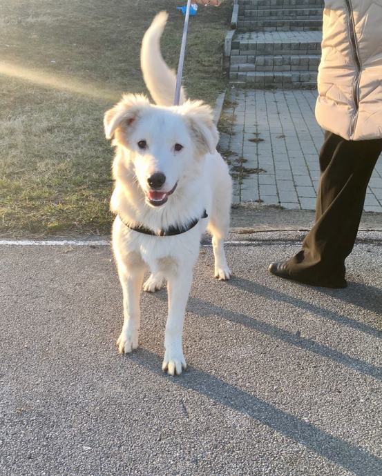 Casper, dobri duh, traži najbolji dom