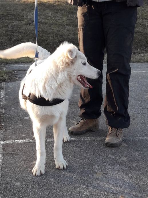 Casper, dobri duh, traži najbolji dom