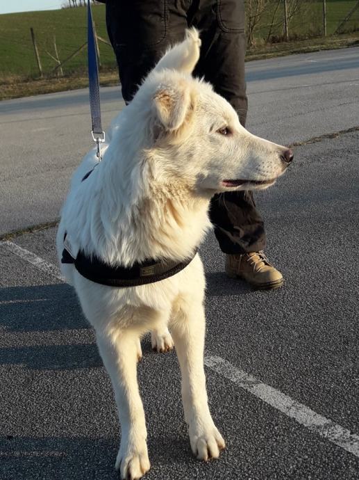 Casper, dobri duh, traži najbolji dom