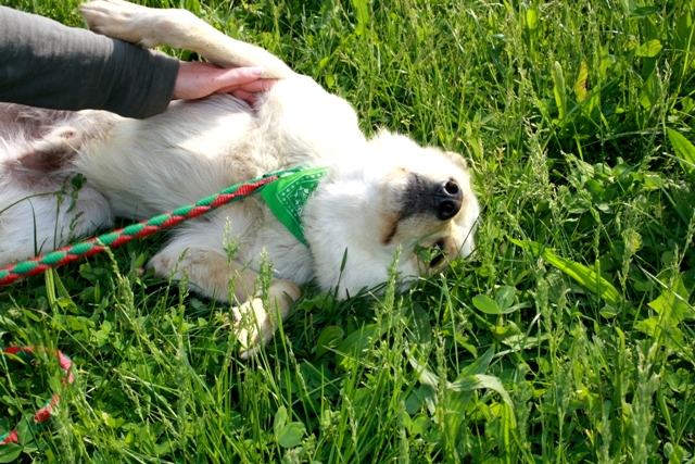 Mladi pas manjeg rasta (10kg) idealan za stan :)