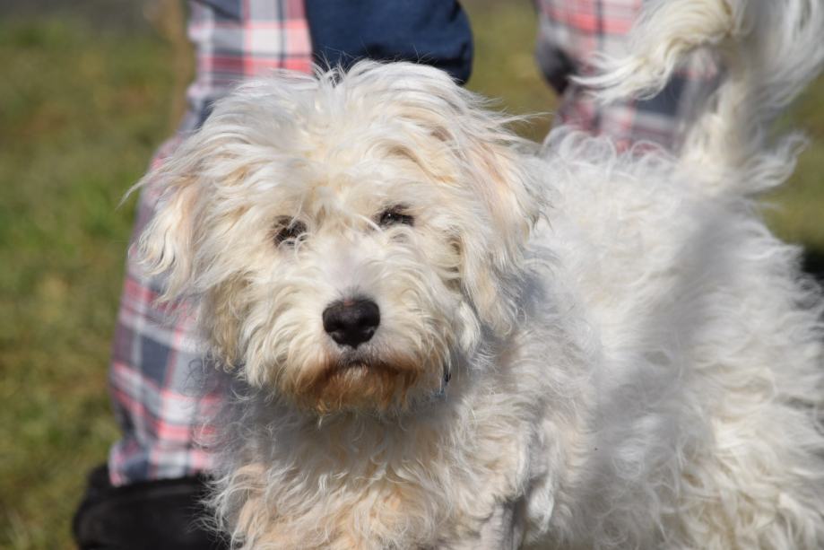 CIMBA veseli, bijeli, čupavi beban traži domek