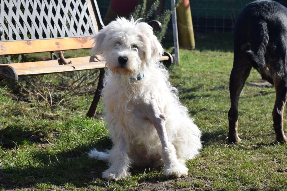 CIMBA veseli, bijeli, čupavi beban traži domek