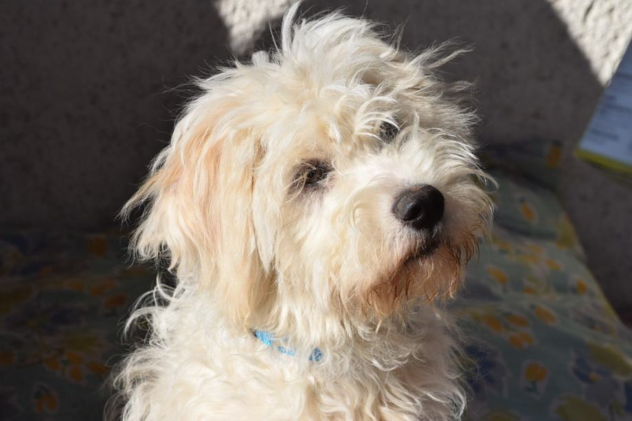 CIMBA veseli, bijeli, čupavi beban traži domek