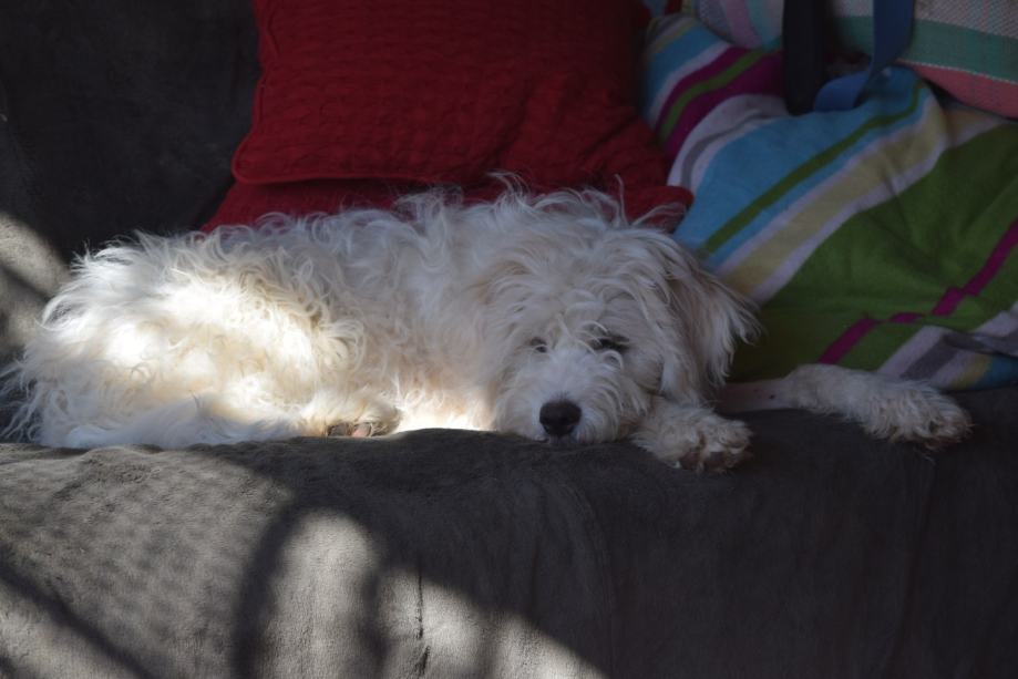 CIMBA veseli, bijeli, čupavi beban traži domek