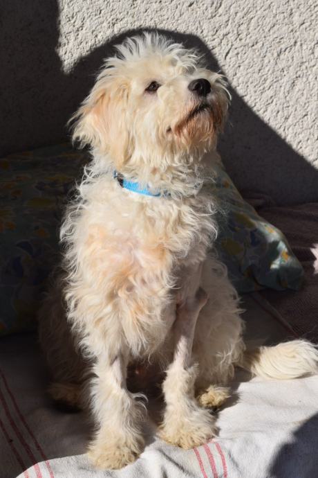 CIMBA veseli, bijeli, čupavi beban traži domek