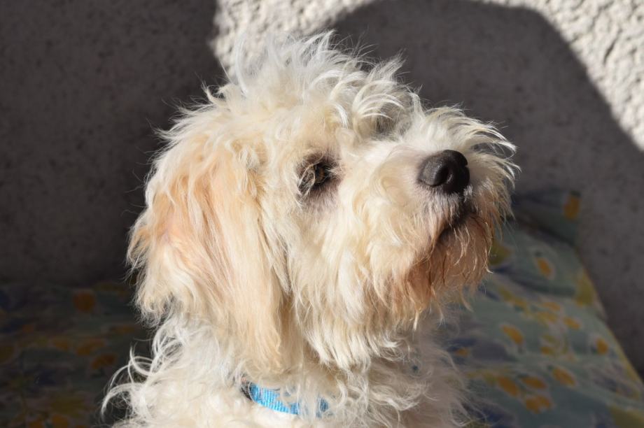 CIMBA veseli, bijeli, čupavi beban traži domek