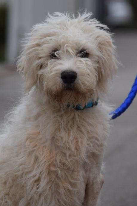 CIMBA veseli, bijeli, čupavi beban traži domek