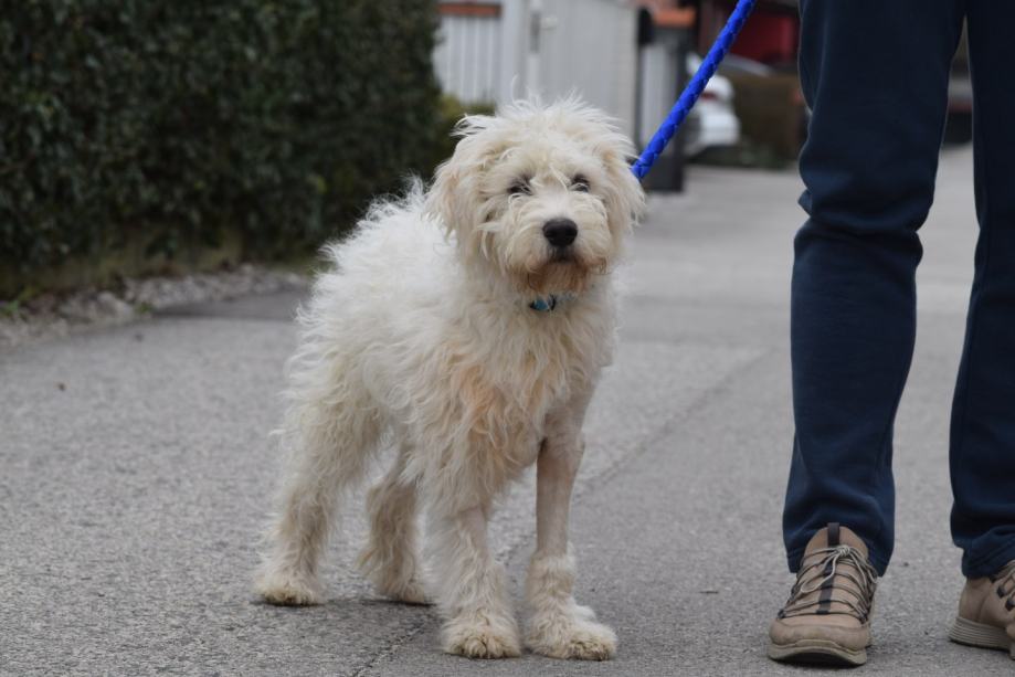 CIMBA veseli, bijeli, čupavi beban traži domek