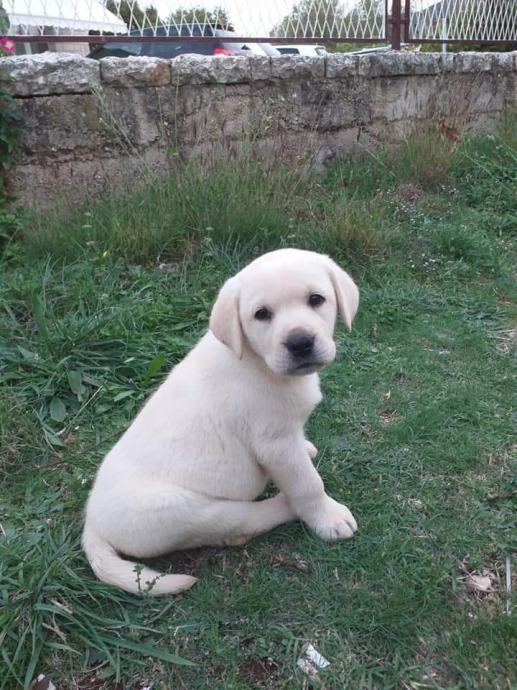 CISTOKRVNO ŠTENE LABRADORA