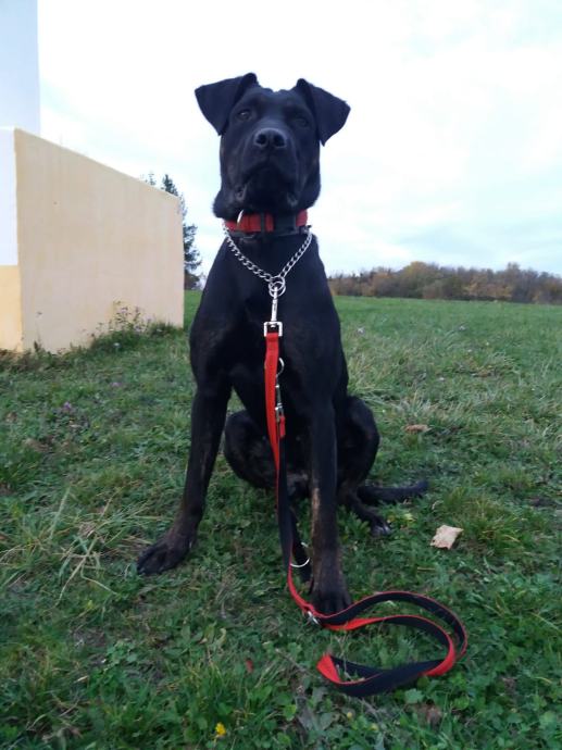 CRNA HITNO POKLANJAM,ČITAJ OGLAS!!!