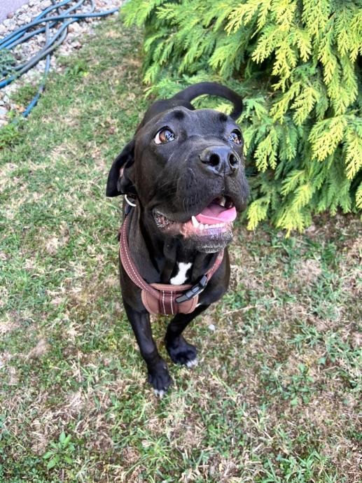 Crnokosa ljepotica Tara traži svoj topli dom