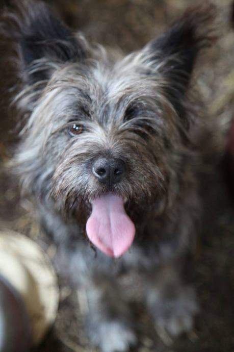 Cupavac u tipu maltezera..bichona..