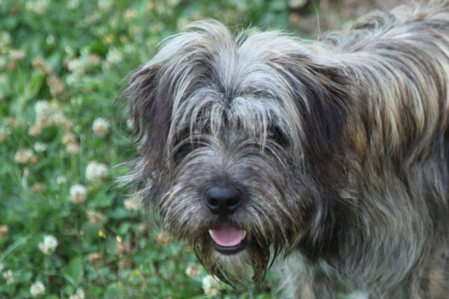 Cupavac u tipu maltezera..bichona..