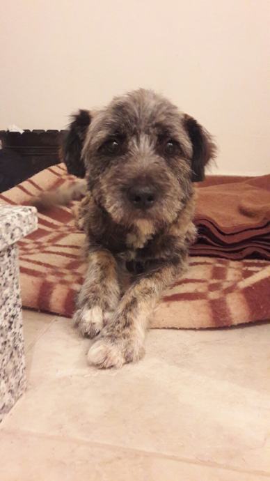 Cupavac u tipu maltezera..bichona..