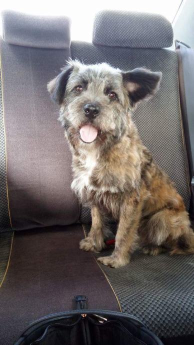 Cupavac u tipu maltezera..bichona..