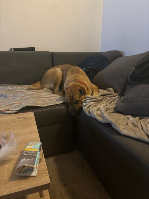 Divna Tara traži dom!!!