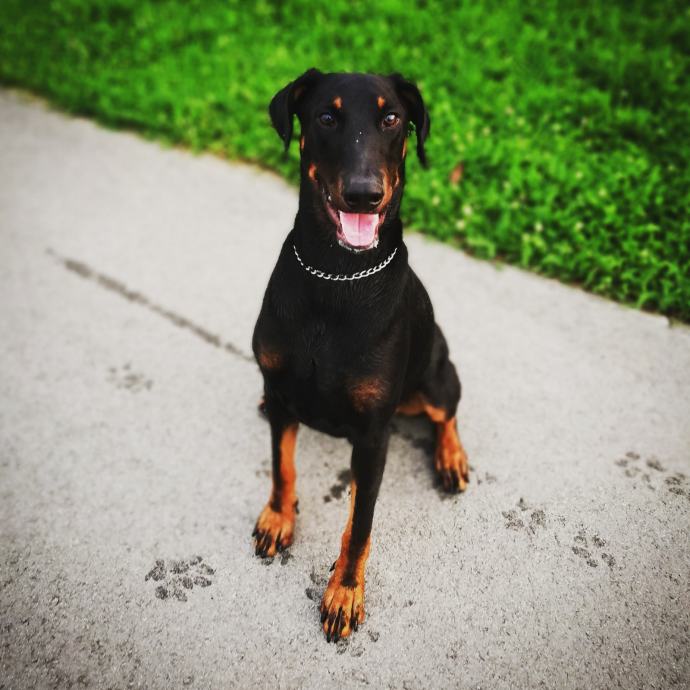 Nick Doberman udomljavanje