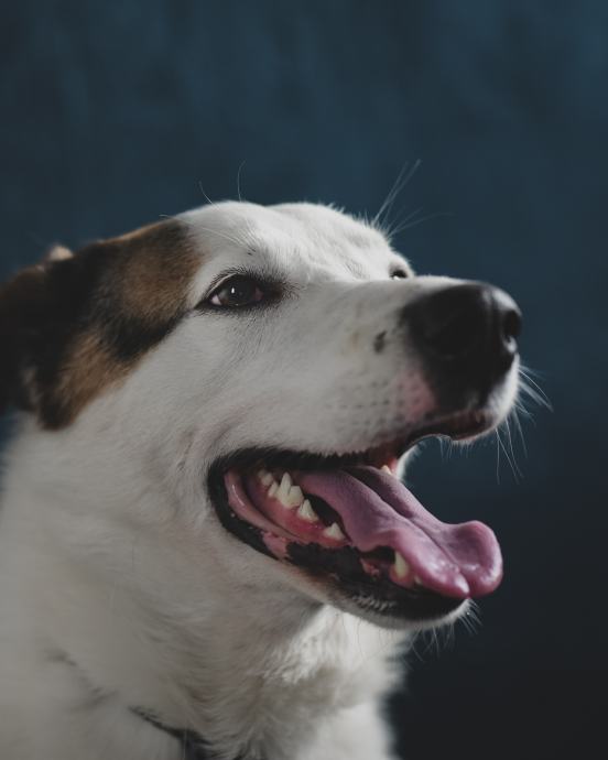 DUGI BUGI dobrica i ljepotan traži dom