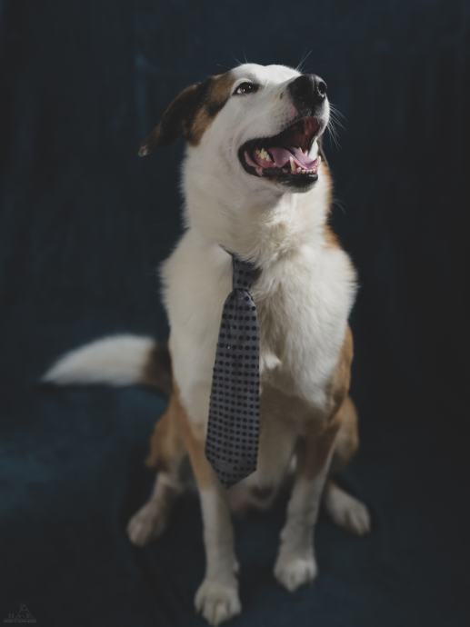 DUGI BUGI dobrica i ljepotan traži dom