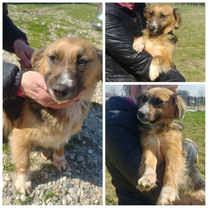 Edna,plaha curka-HITNO!!