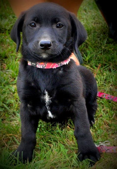 Elli, curka s groblja u potrazi za svojim ljudima!