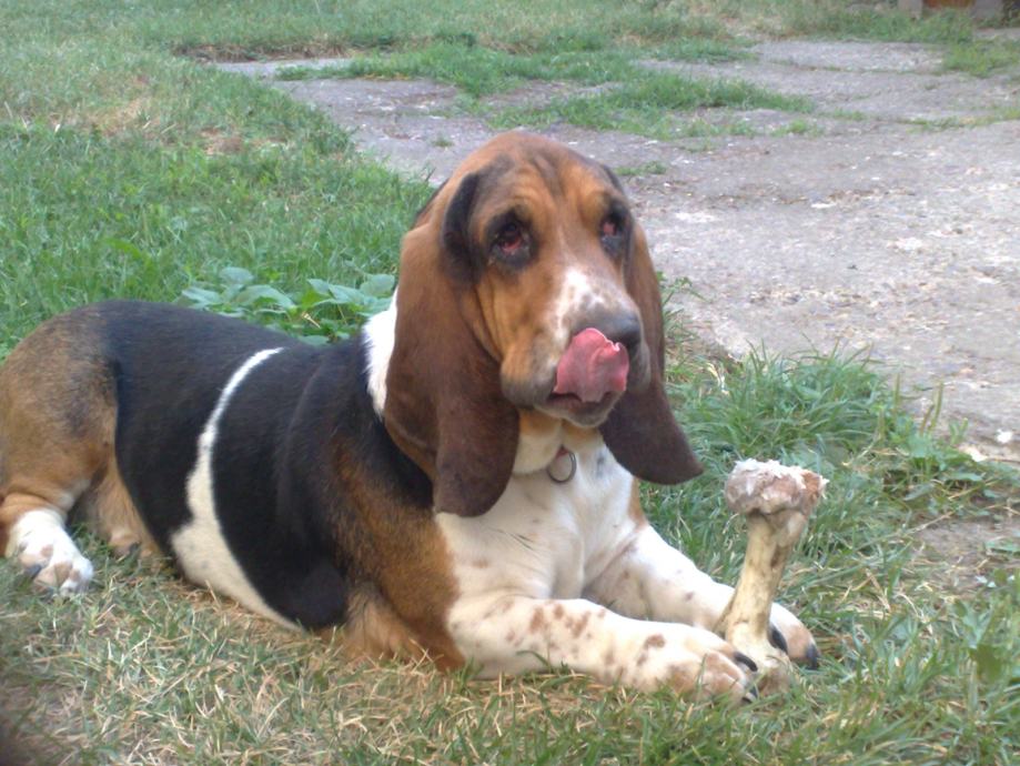 Engleski baset- dajem