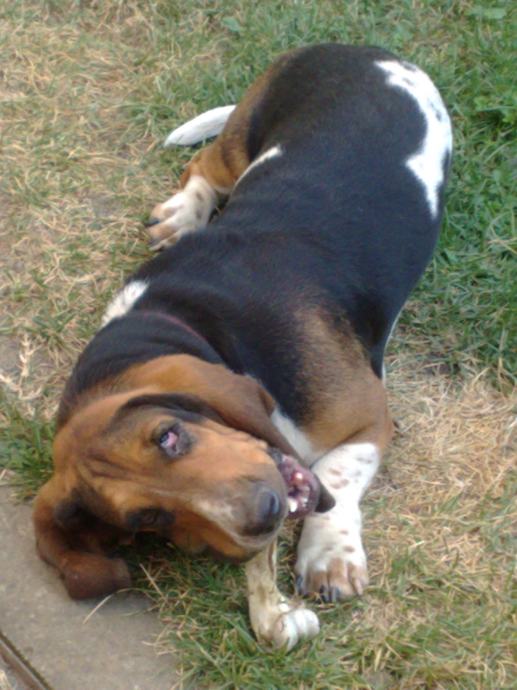 Engleski baset- dajem