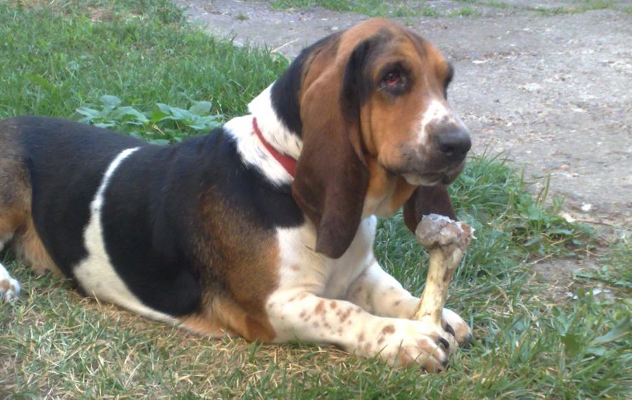 Engleski baset- dajem