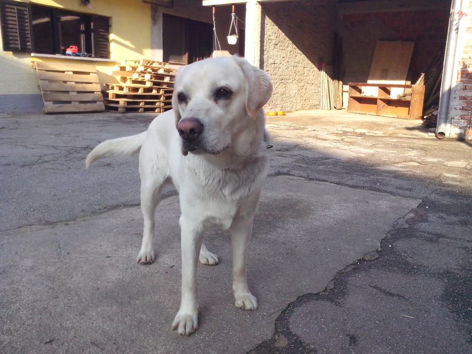 FLEKI mladi žuti labrador treba dom