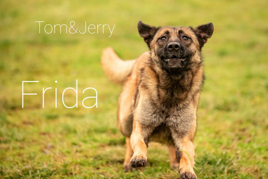 FRIDA - Malinoa mix (mix belgijske ovčarice)